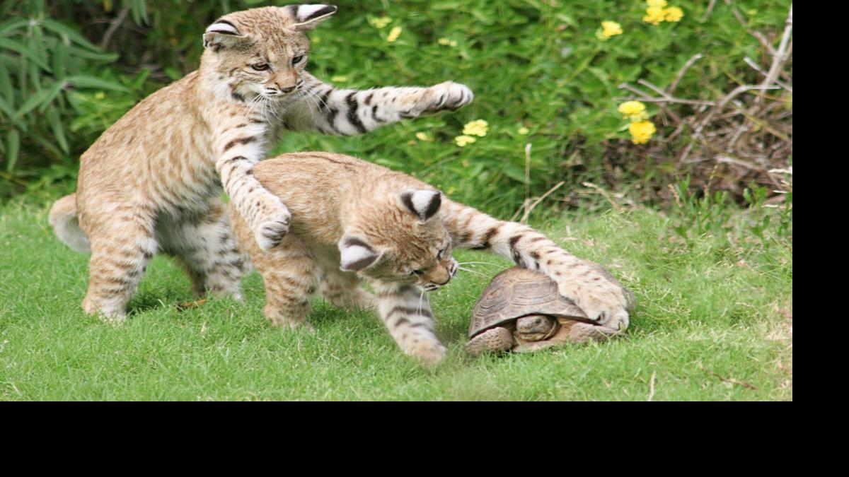 Photos: Suburban bobcat sightings around Tucson