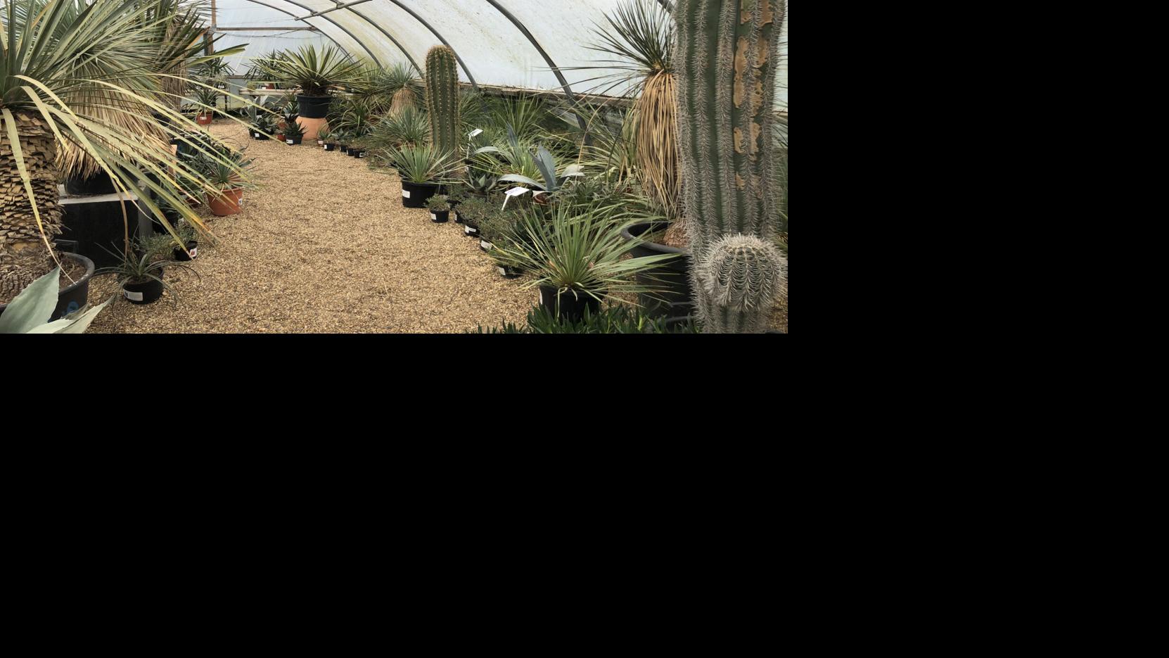 Desert gardening resources to find the best plants | Home-gardening ...