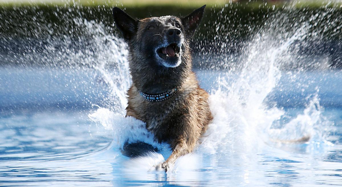 Photos: Dock diving dogs
