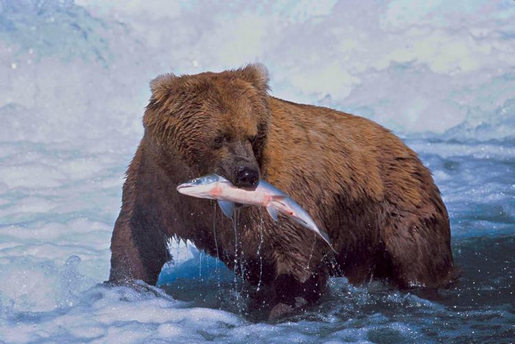 Saddlebrooke Photography Club Photographer of the Month: Pete Jones ...