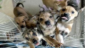 Photo gallery: HOPE Animal Shelter