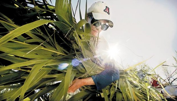 Getting rid of a big, bad reed