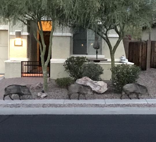 53 photos that prove javelinas are the cuties of the desert