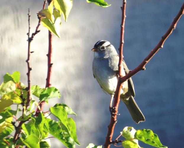 Our Most Common ‘Snowbird’, the White-crowned Sparrow | Saddlebag Notes ...