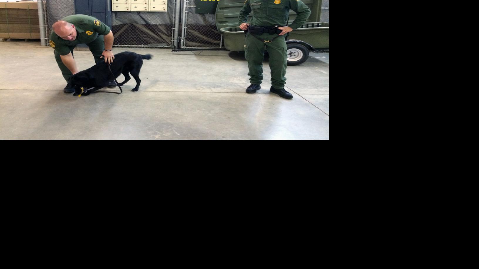 Last day: Surveillance and service dogs | A border and immigration blog ...