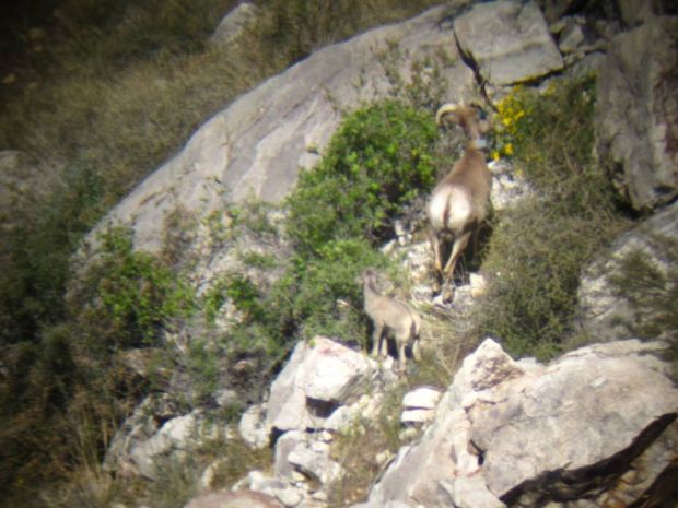Videos, photos released of latest bighorn lamb in Catalinas | Local ...