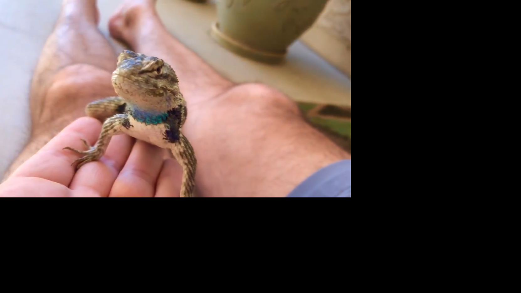 Desert spiny Lizard makes friends with homeowner