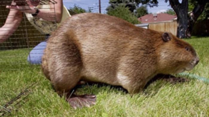 Oscar, the Lone Bachelor Beaver of the Chiricahuas