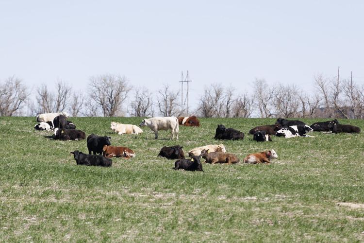 cattle ranchers tariffs