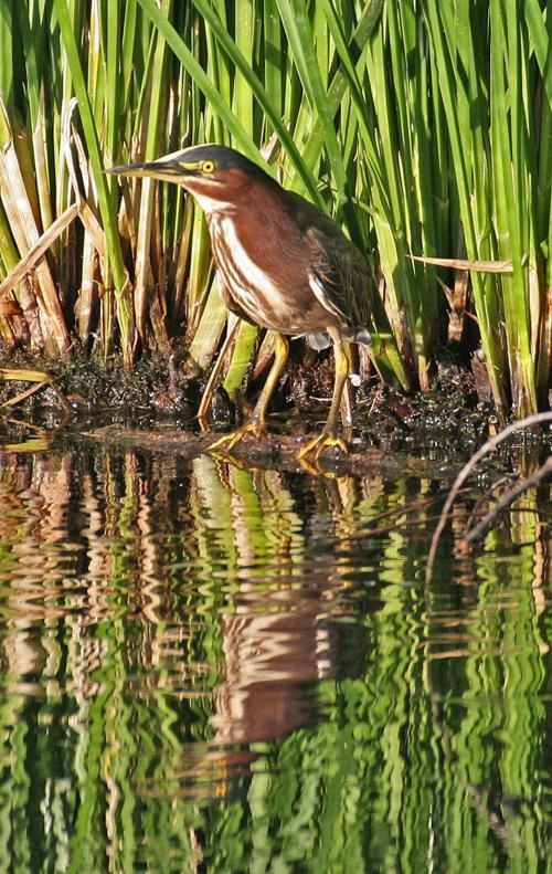 Tucson Outdoor Birding, Bugs, Hikes and Walks Outdoors July 20-28