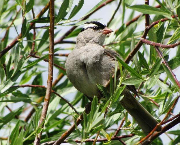 Our Most Common ‘Snowbird’, the White-crowned Sparrow | Saddlebag Notes ...