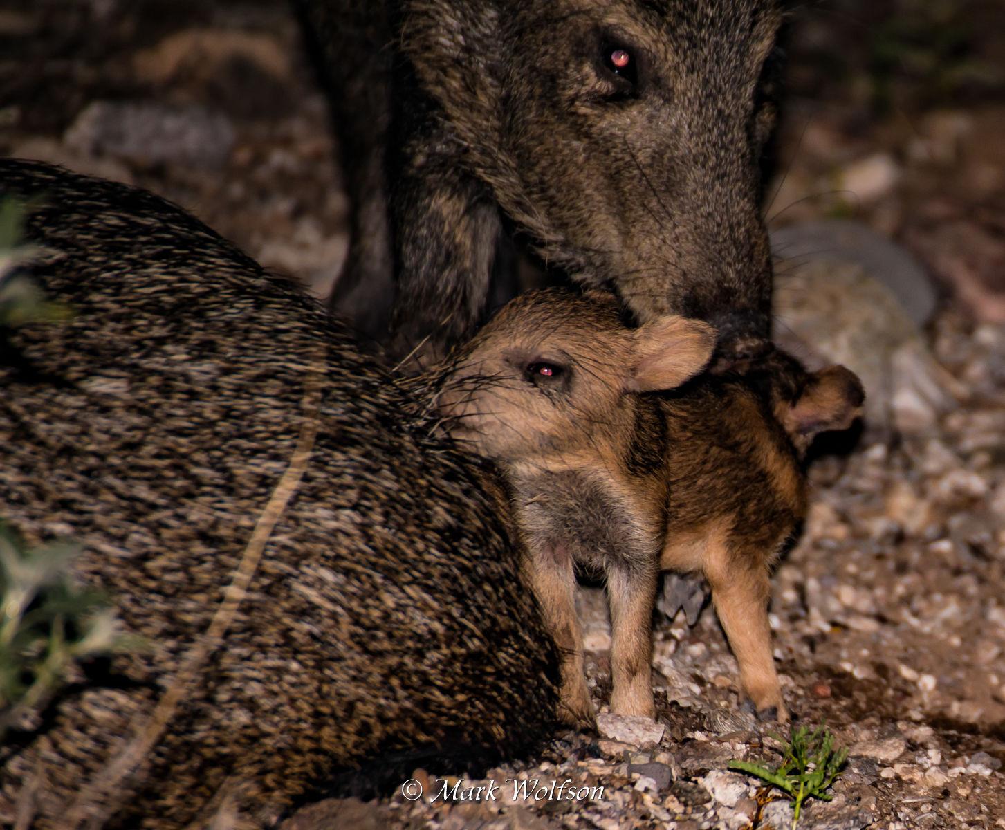 53 photos that prove javelinas are the cuties of the desert