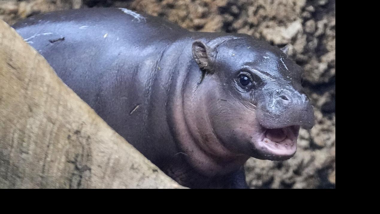 Rare male pygmy hippo debuts his first photoshoot
