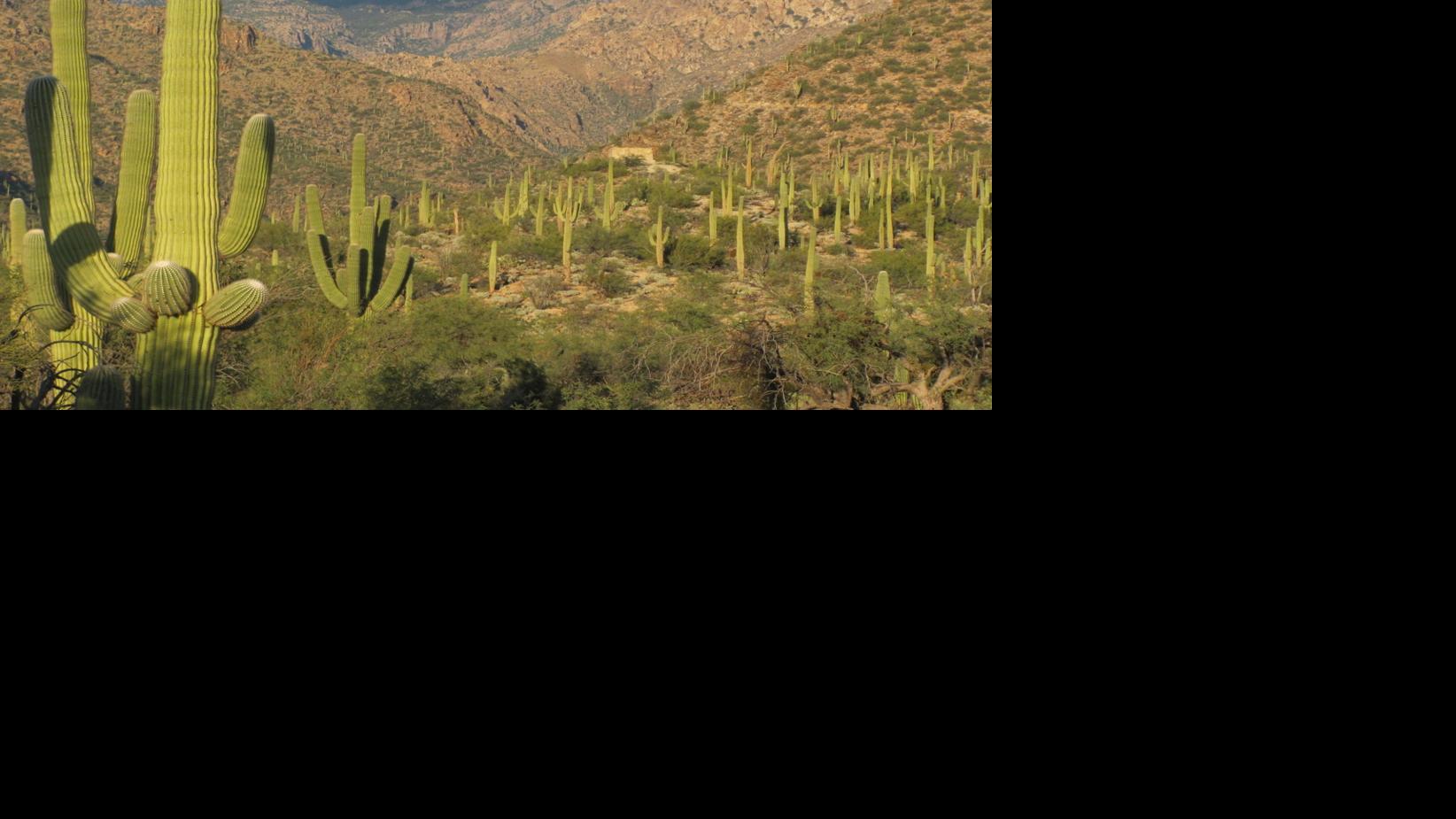 Tucson weather: Winter is here. Sort of.