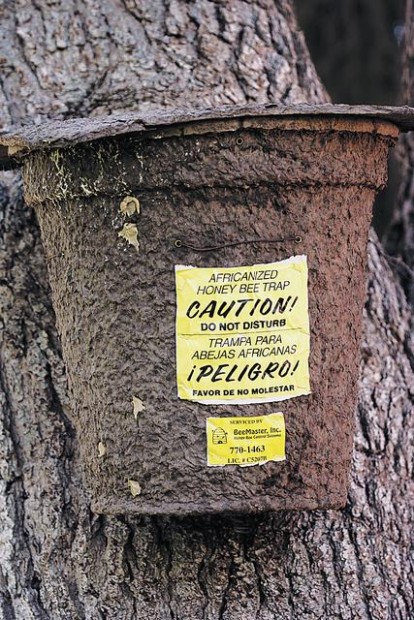 Watch out for the bees