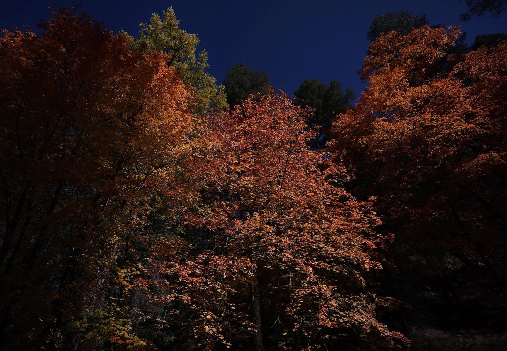 Photos: Mount Lemmon bursts with color as fall season arrives