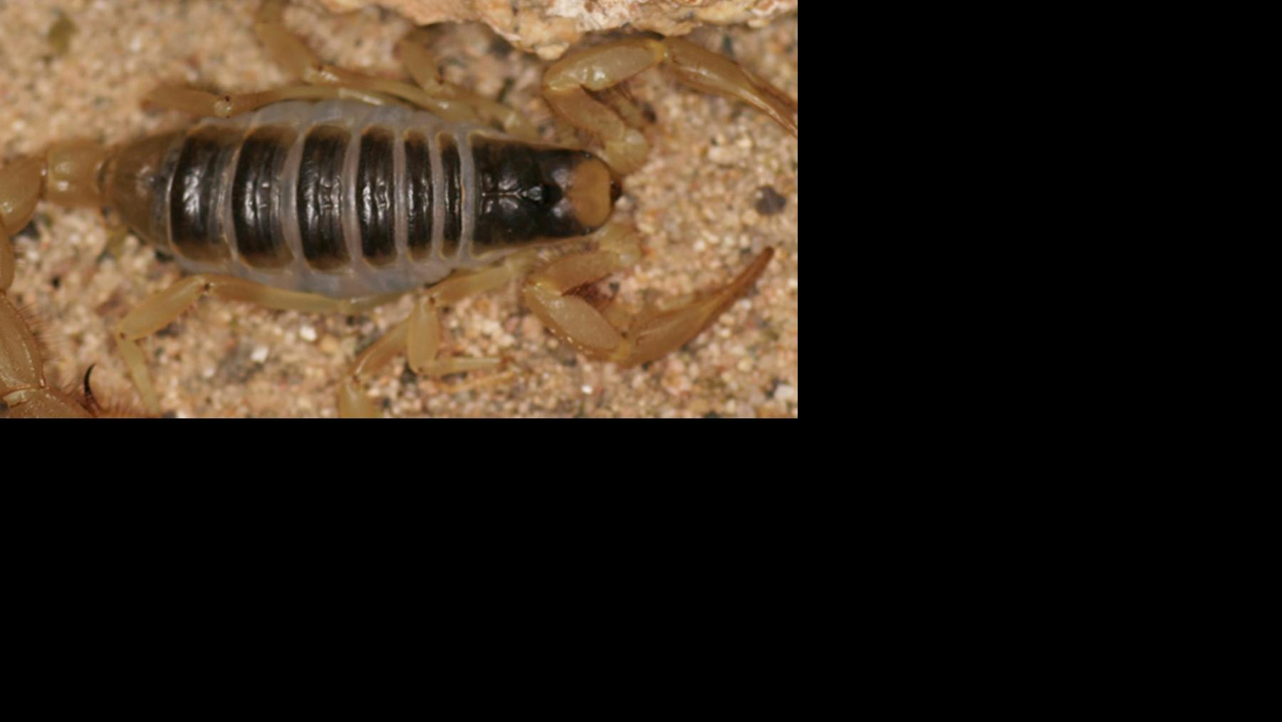 Scorpions Surfacing in SaddleBrooke | Home-and-garden | tucson.com