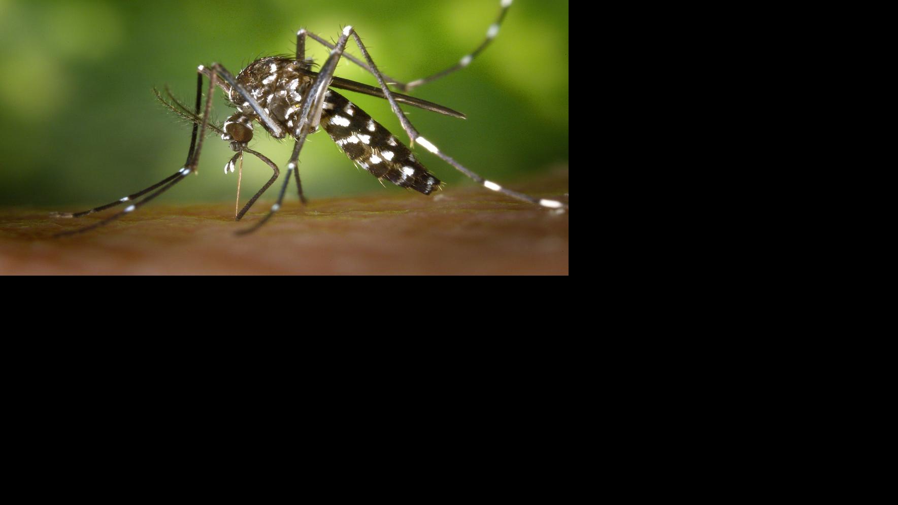 Arizona monsoon weather may breed insect-borne diseases