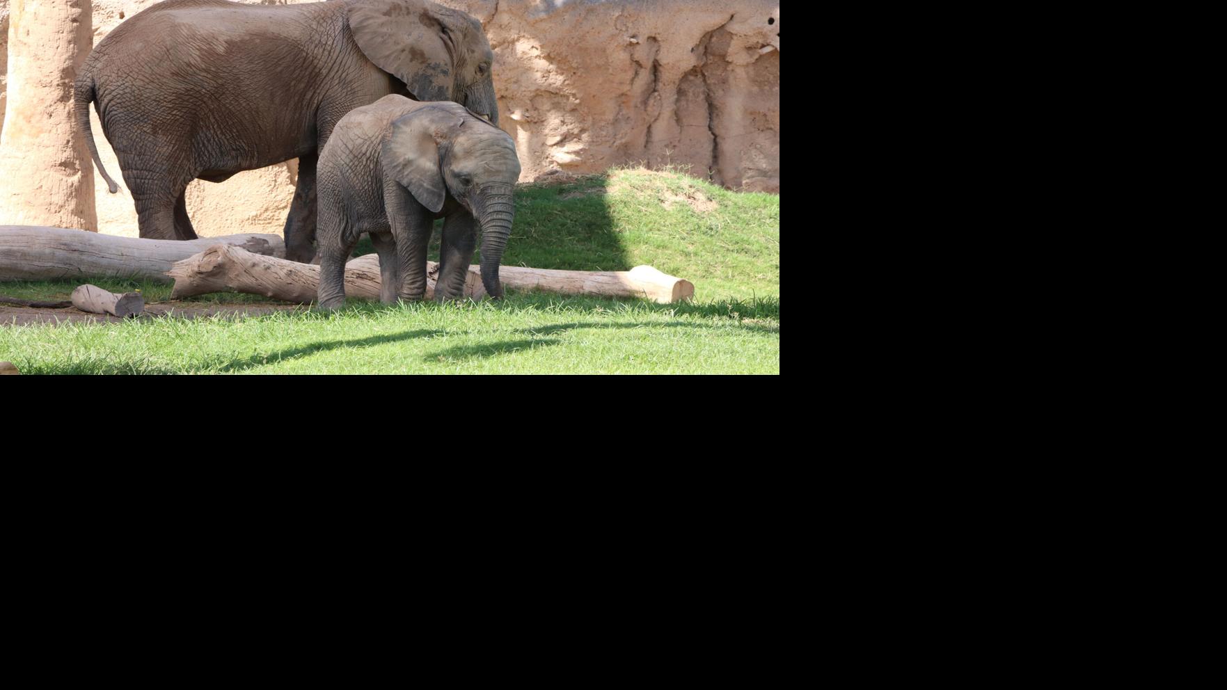 Reid Park Zoo will be hosting a party for their elephants on Saturday ...
