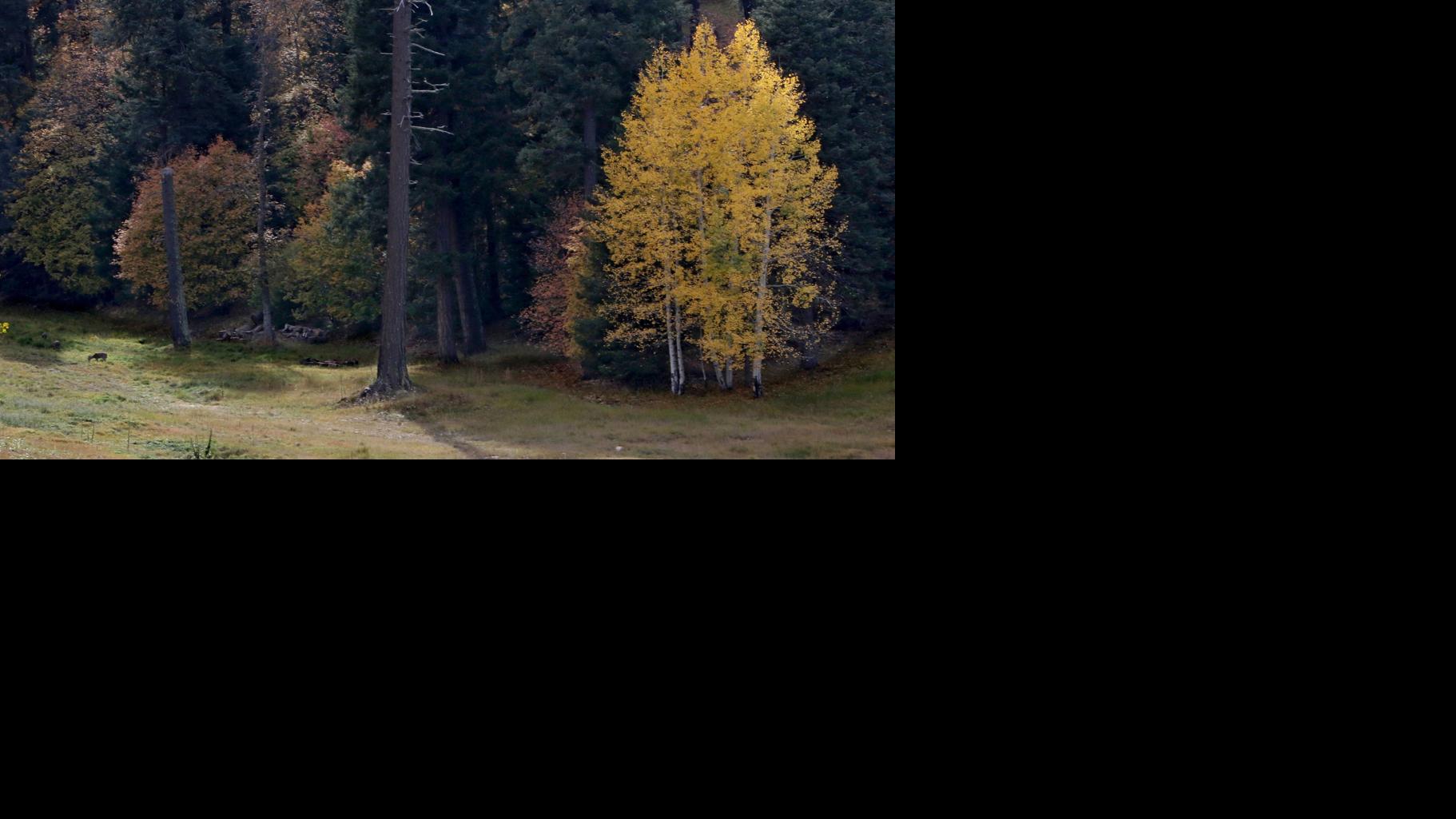 For people in Tucson, fall is only a short drive away