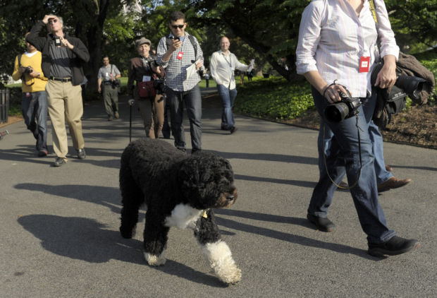 Photos: Bo the White House dog | Entertainment | tucson.com