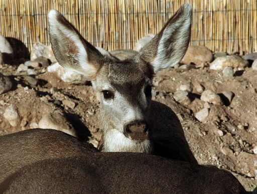 Rewards being offered in poaching of 5 deer