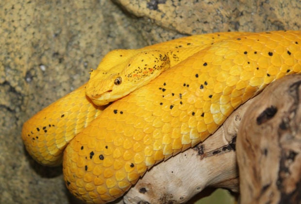 Show offers snakes, monitors, face painters and more | Events | tucson.com