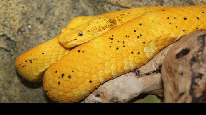 Show offers snakes, monitors, face painters and more | Events | tucson.com