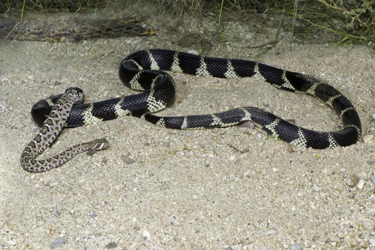 Snakes | Saddlebag Notes | tucson.com