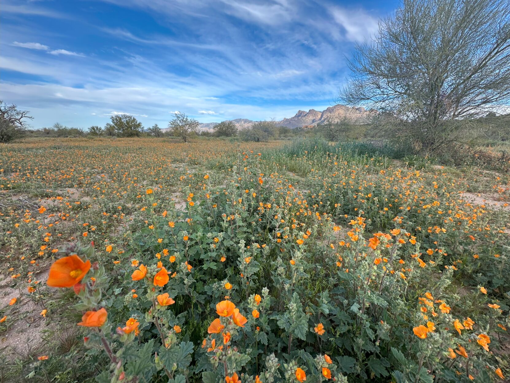 Warm, wet weather spurs early start to wildflower season