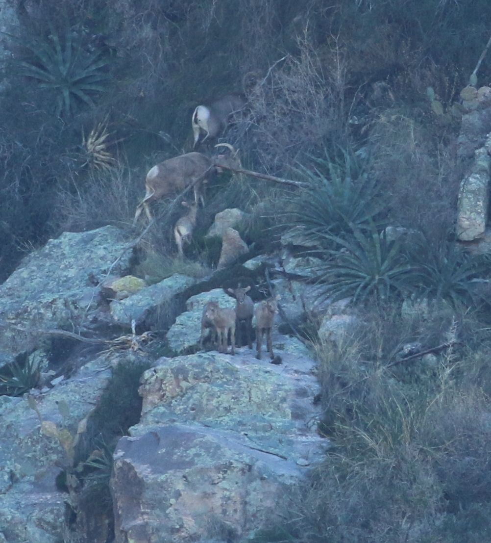 Five lambs seen in bighorn group in Catalinas | Local news | tucson.com
