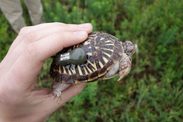 Photos: Animal shots of the week | Entertainment | tucson.com