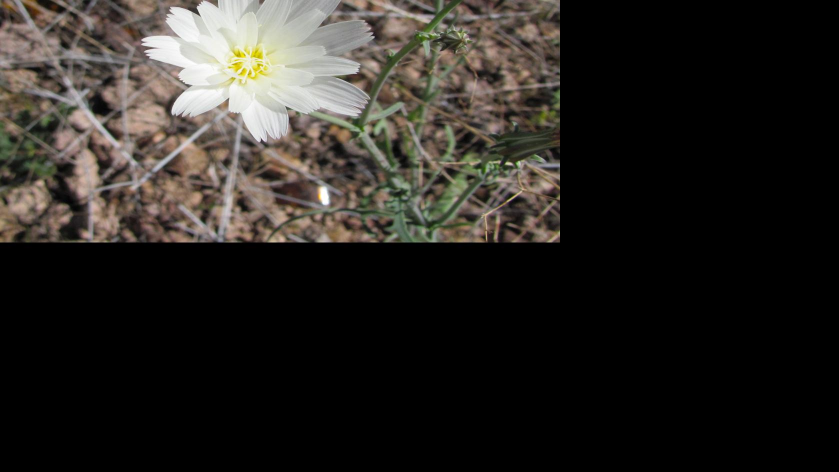 how to draw wildflowers jordan clark