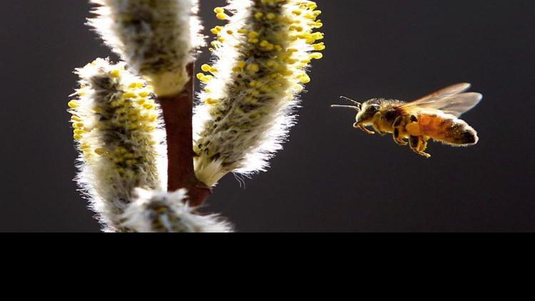 Blue Sky Science: Do plants produce nectar every day?
