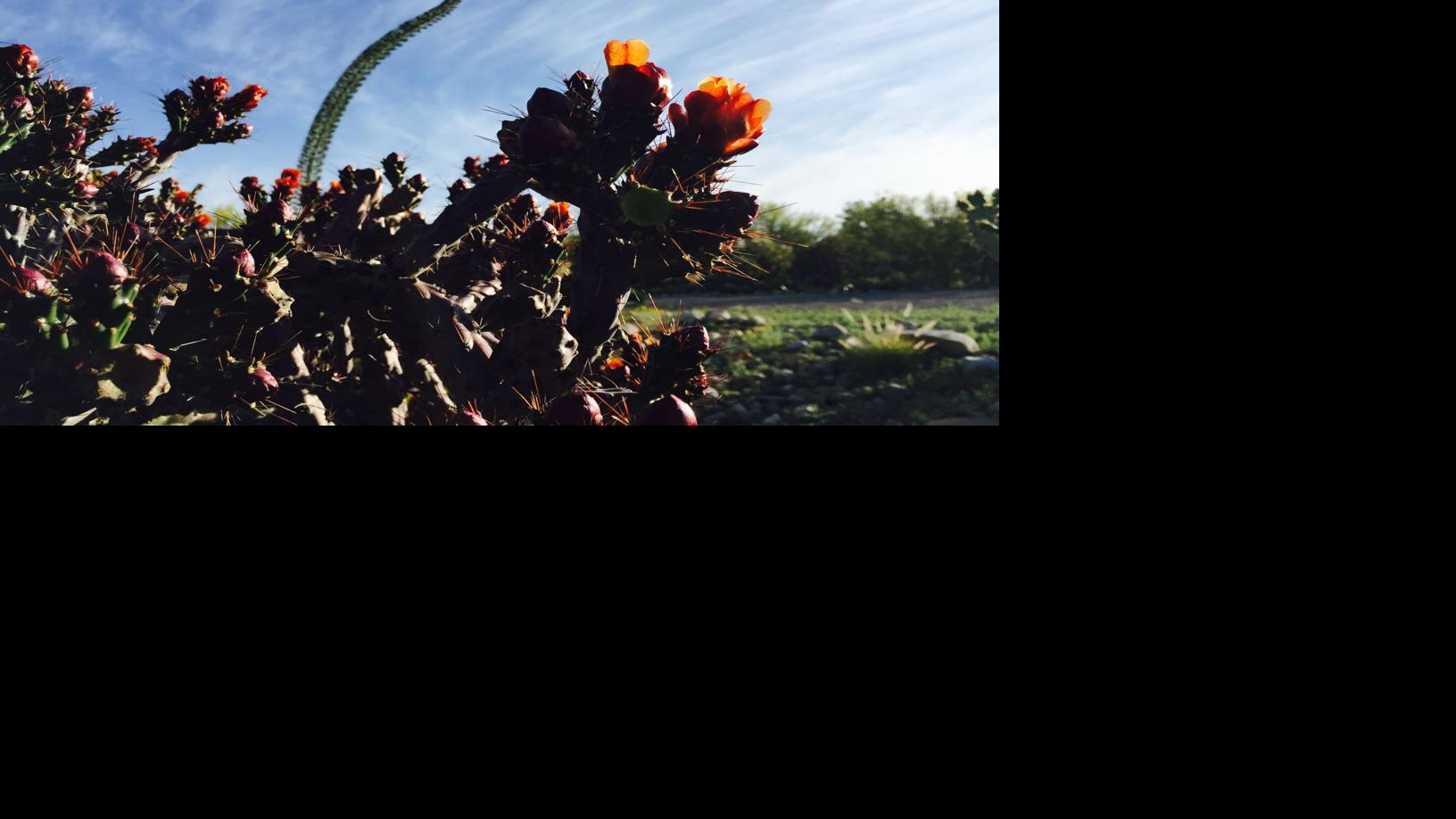 Tucson weather: A return to above average temperatures