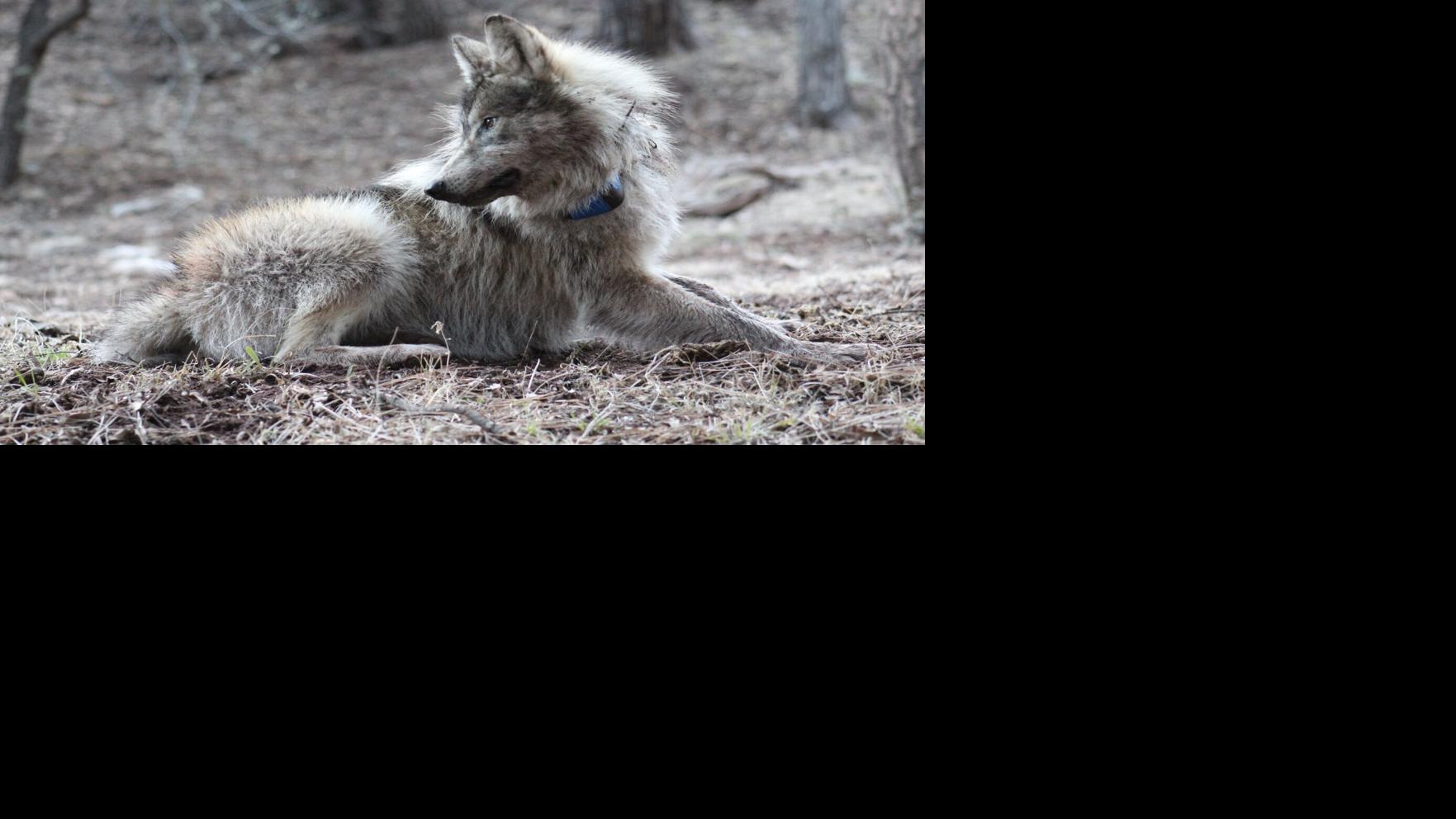 Wildlife officials prevail in suit over wolf recovery plan ...