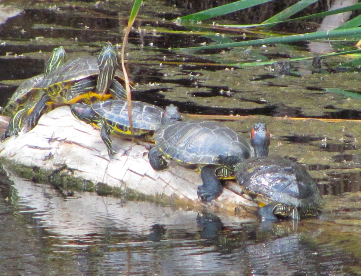 Photo of the day: Turtle traffic jam