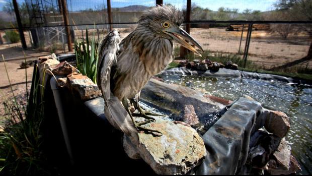 Photos: Tucson Wildlife Center