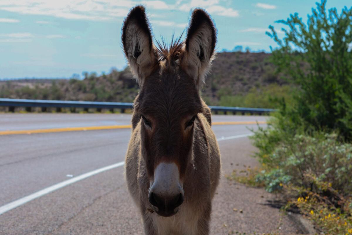 Arizona's wild donkeys damage desert ecosystem