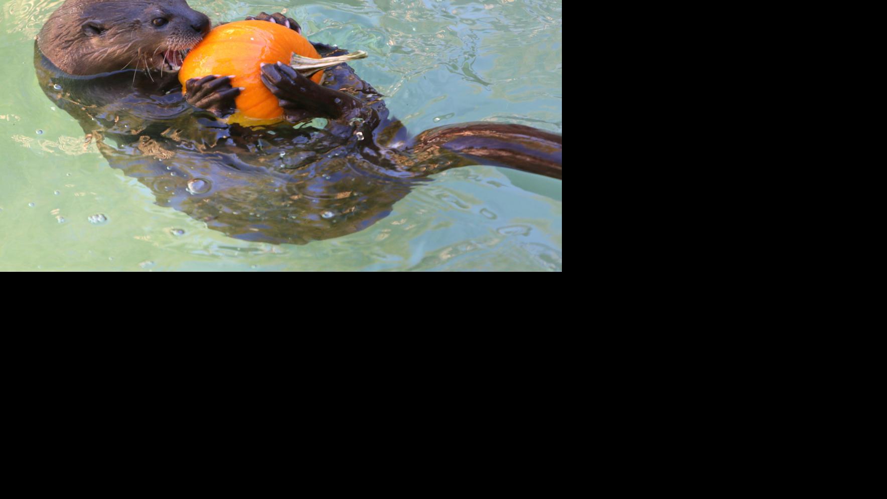 Otters Pfeiffer and Hasani at Reid Park Zoo in Tucson | Zoo | tucson.com