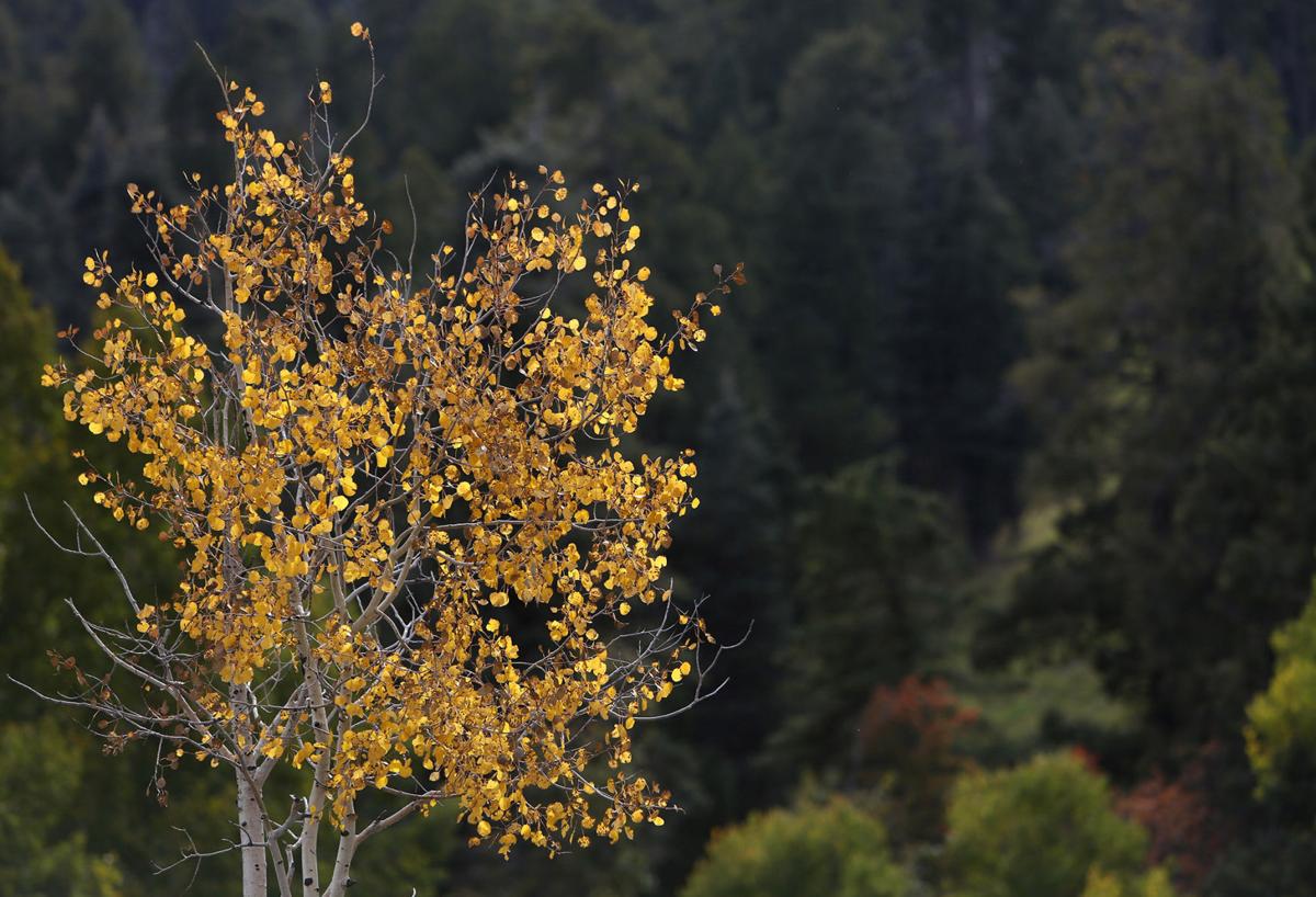 Photos: Fall foliage in Southern Arizona