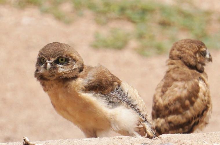 Howdy Birds | Home-and-garden | tucson.com