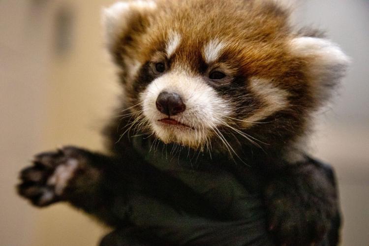 red panda bear cubs