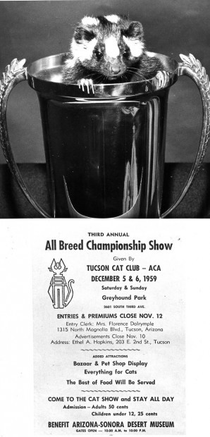 Tucson Animal Tails: Cat Show To Feature More Than 200 Entries