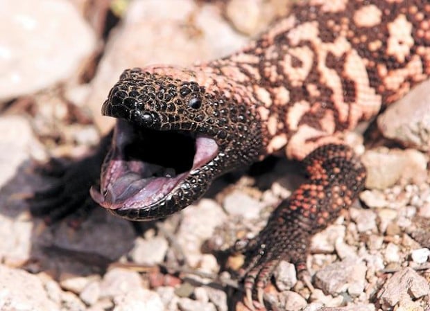 Gila monster spit aids diabetics
