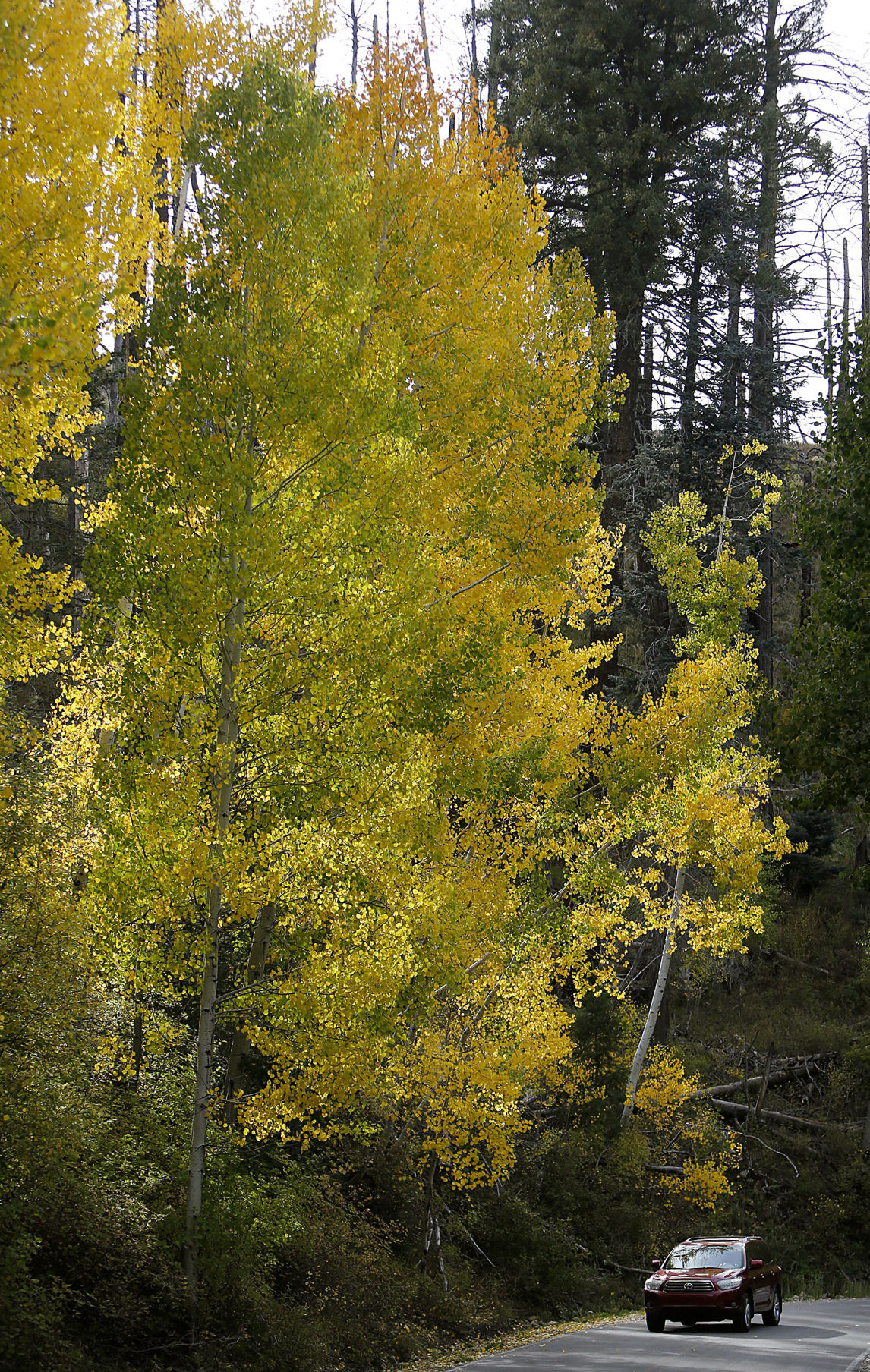 Photos: Fall foliage in Southern Arizona