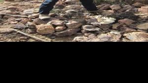 Game and Fish seeks info in eagle dismemberment