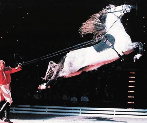 lipizzaner dancing