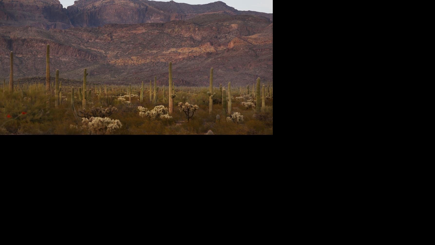 Appeals court upholds Tucson drug conviction of trafficking scout