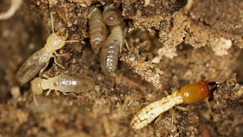 Monsoon’s Delay Means Subterranean Termites May Soon Be Settling in ...